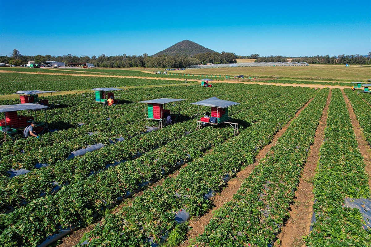 Piñata farms - Invest Moreton Bay